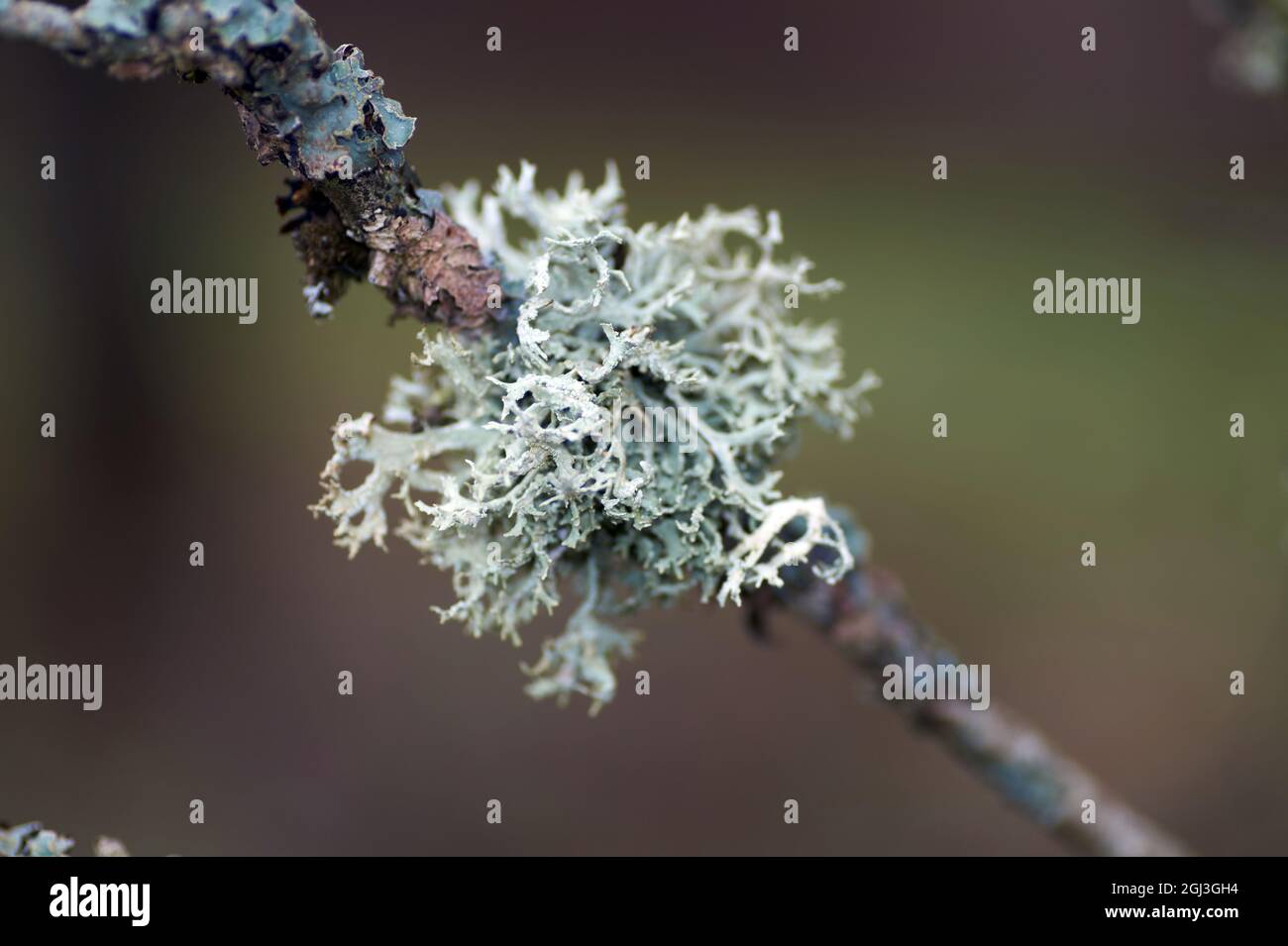 Rough speckled shield lichen Punctelia rudecta with blue-green foliose ...