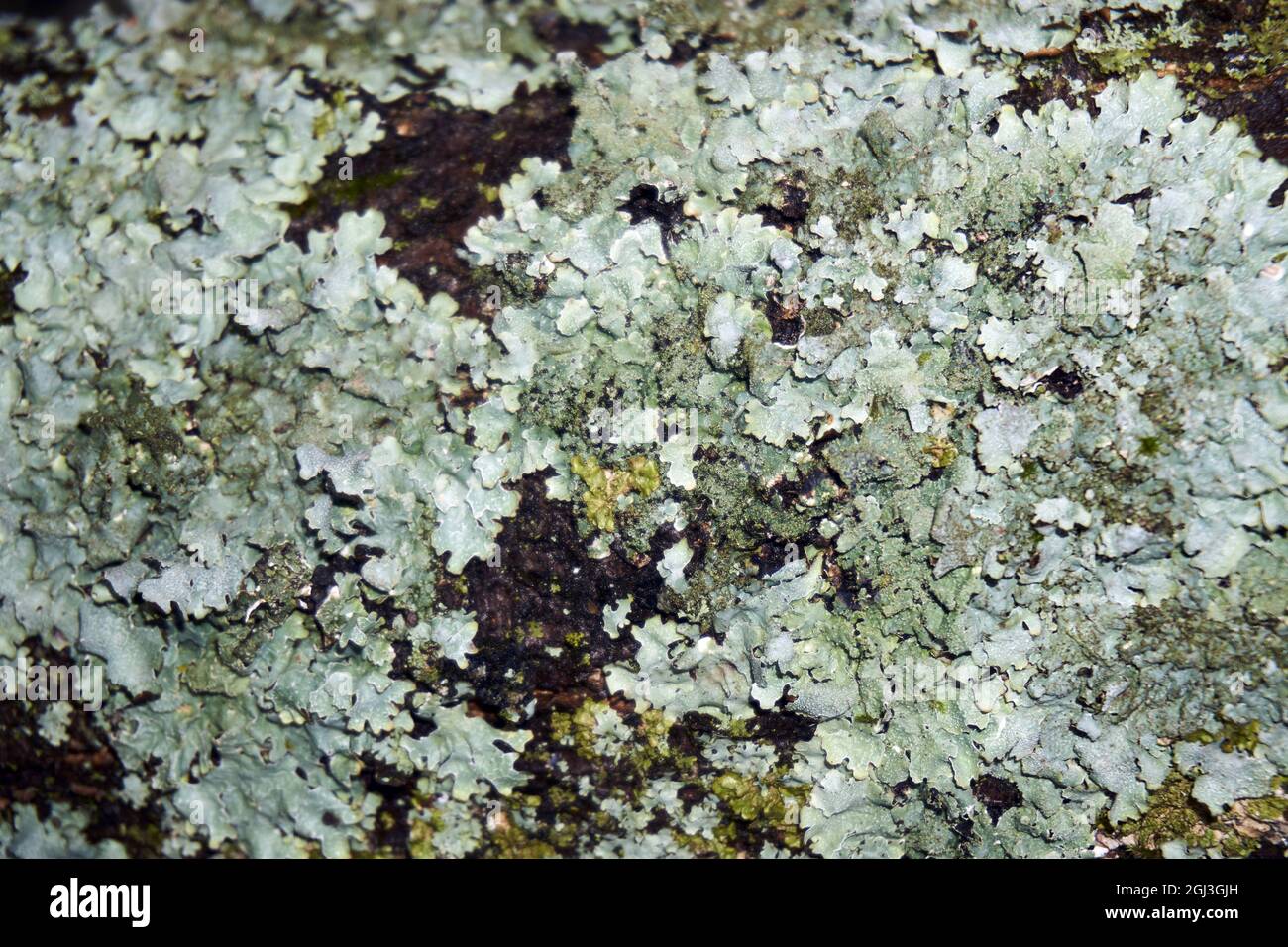 Rough speckled shield lichen Punctelia rudecta with blue-green foliose ...