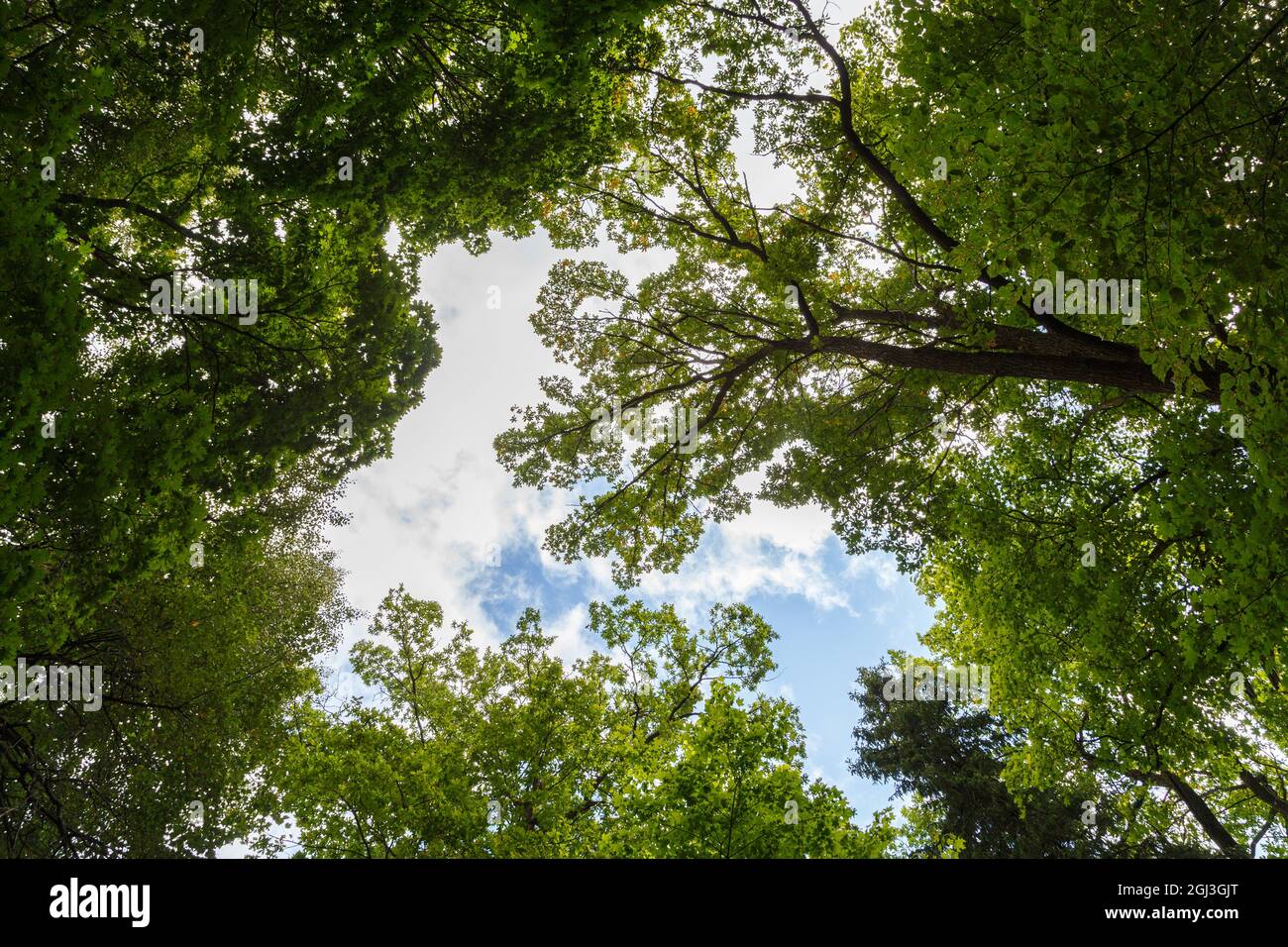 Wide-angle low canopy shot in green forest, upwards view to the ...