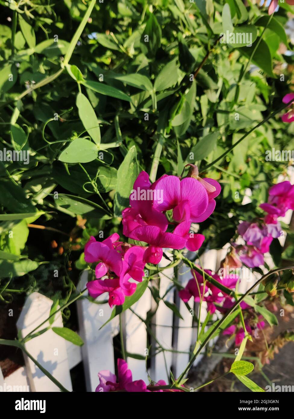 Pea Lathyrus Tuberosus High Resolution Stock Photography and Images - Alamy