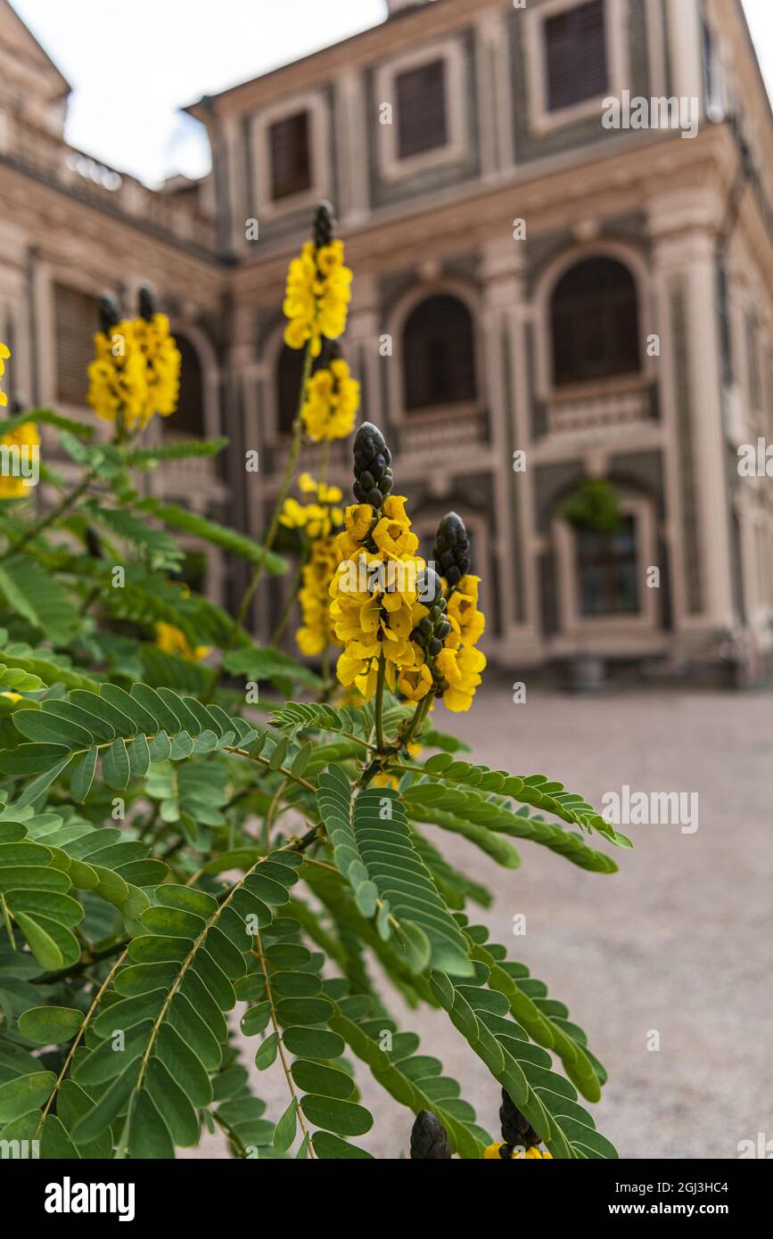Vertical shot of senna flowers in front of a building Stock Photo - Alamy
