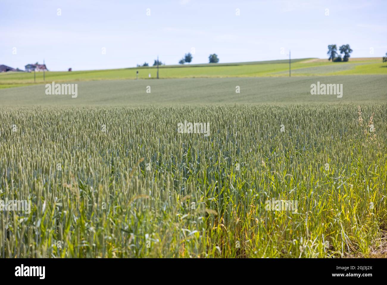 Beautiful summer landscape with green fields. Switzerland Stock Photo ...