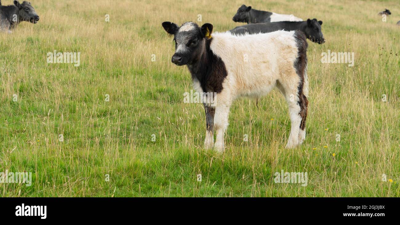 Belgian blue cattle hi-res stock photography and images - Alamy