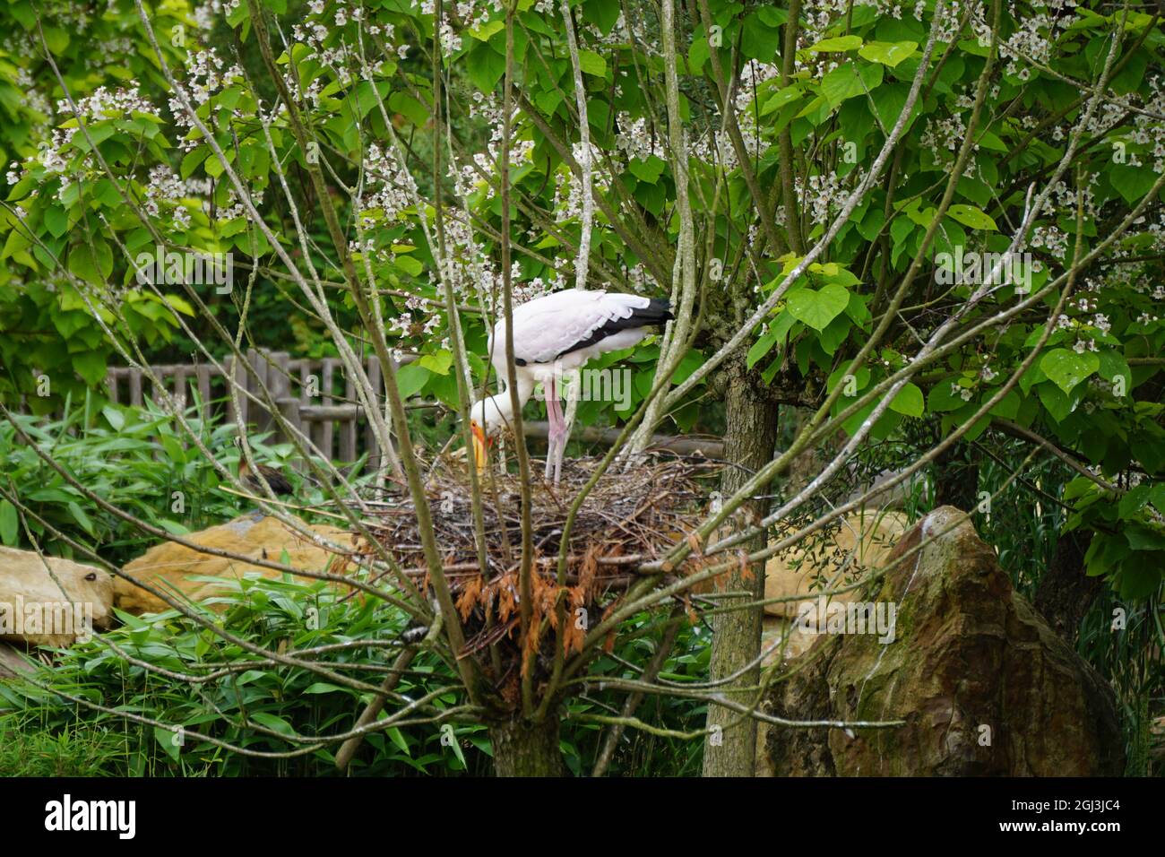 closeup of a white stork nesting in a tree at zoo Stock Photo - Alamy