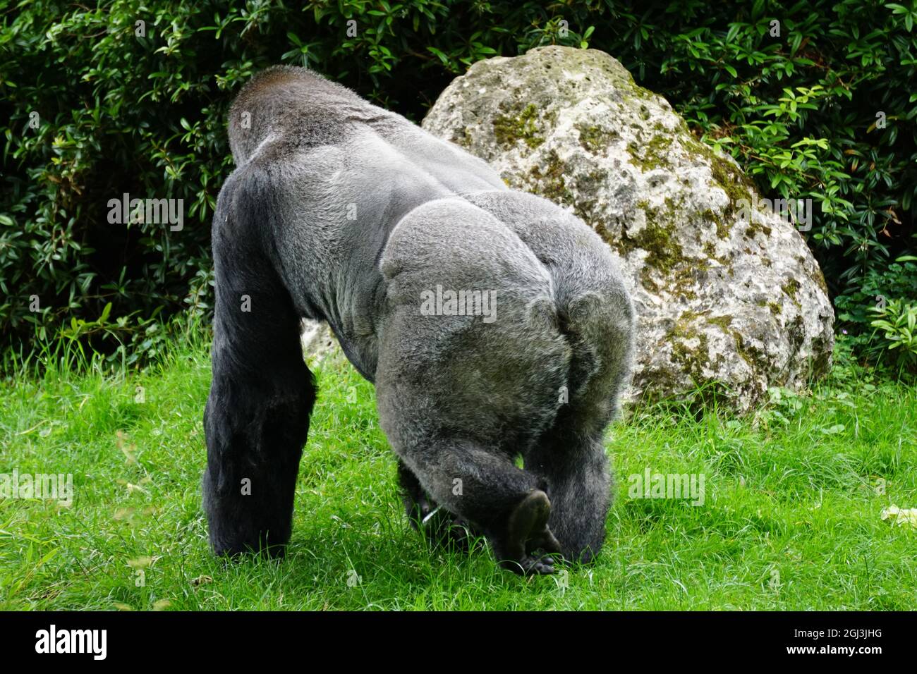 Silver back gorilla hi-res stock photography and images - Alamy