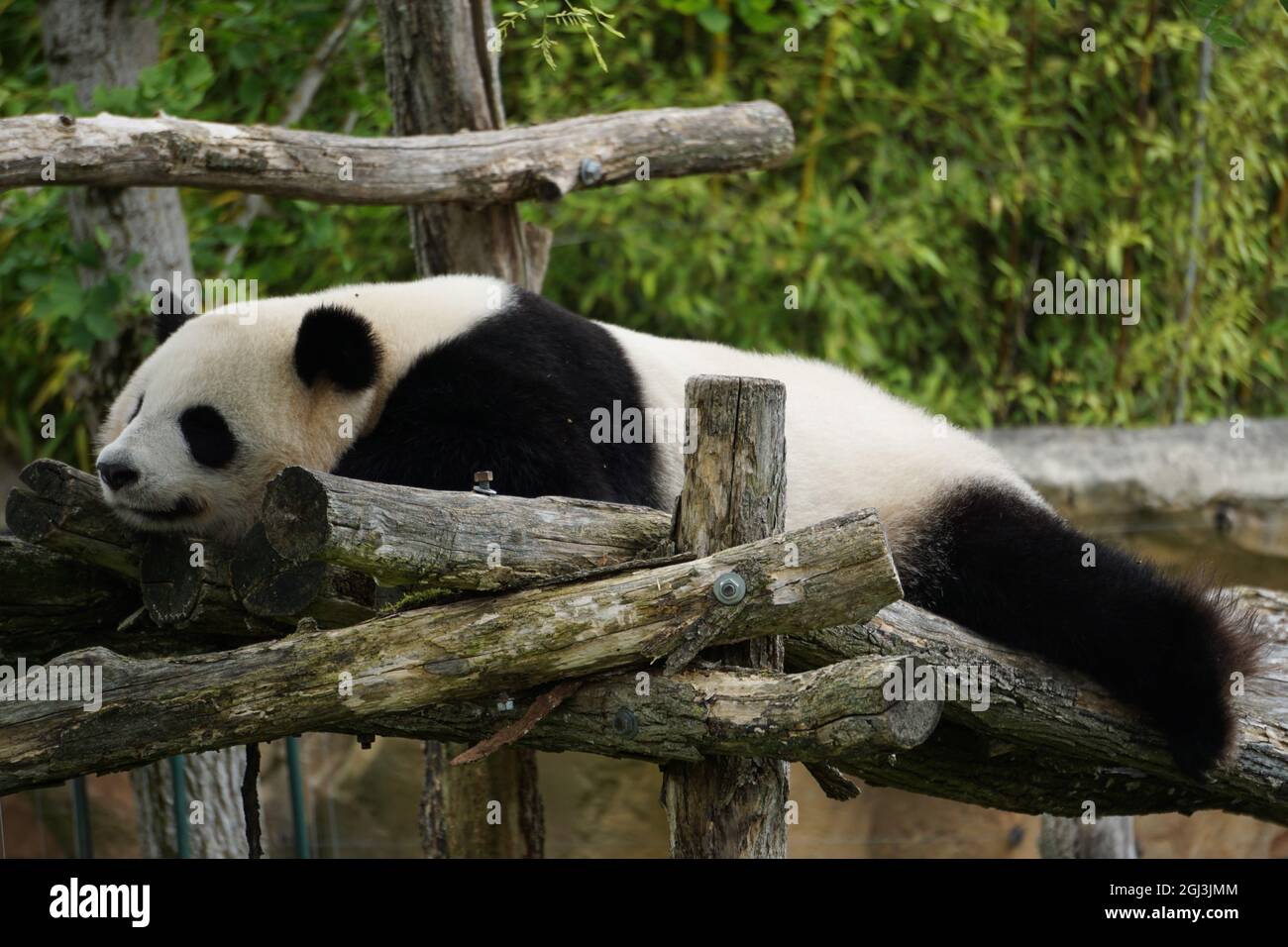 giant panda sprawled taking a nap on wood platform at zoo Stock Photo ...