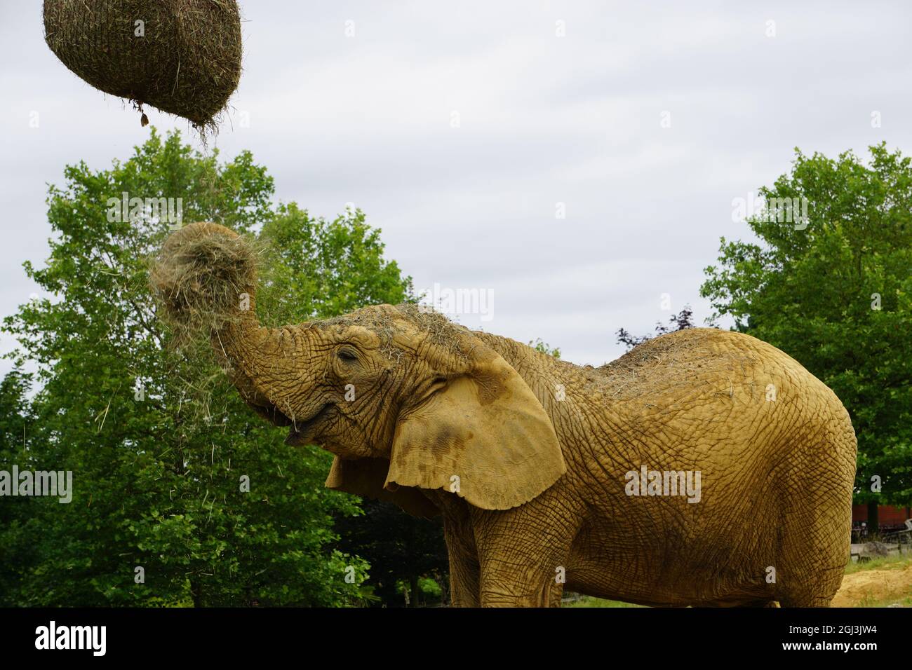 Elephant on ball hi-res stock photography and images - Alamy