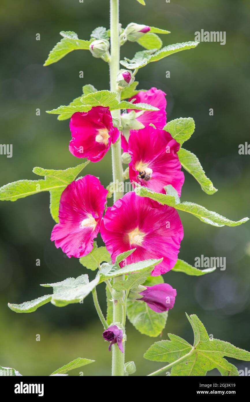 Close up of pink common hollyhock (alcea rosea) flowers in bloom Stock ...