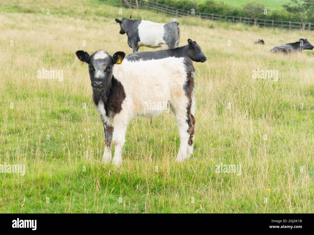 Belgian blue cattle hi-res stock photography and images - Alamy