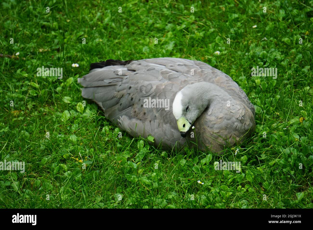 grey and white species of goose laying in the grass at zoo Stock Photo ...