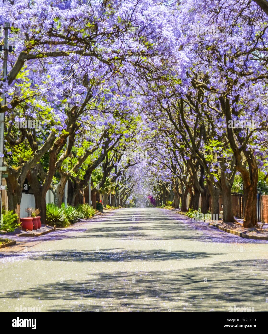 Purple blue Jacaranda mimosifolia bloom in Johannesburg street during ...