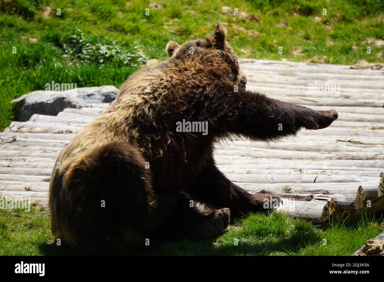 closeup of brown bear stretching in park at zoo Stock Photo - Alamy