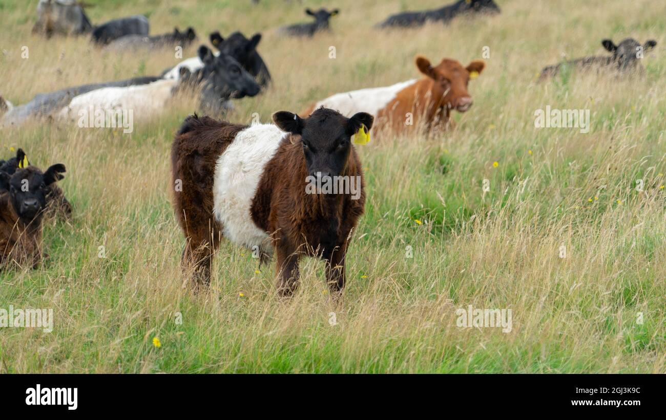 Belted galloway calves hi-res stock photography and images - Alamy