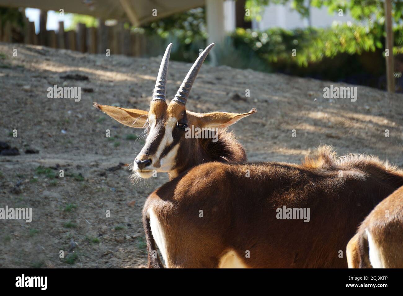 African antelope species hi-res stock photography and images - Alamy