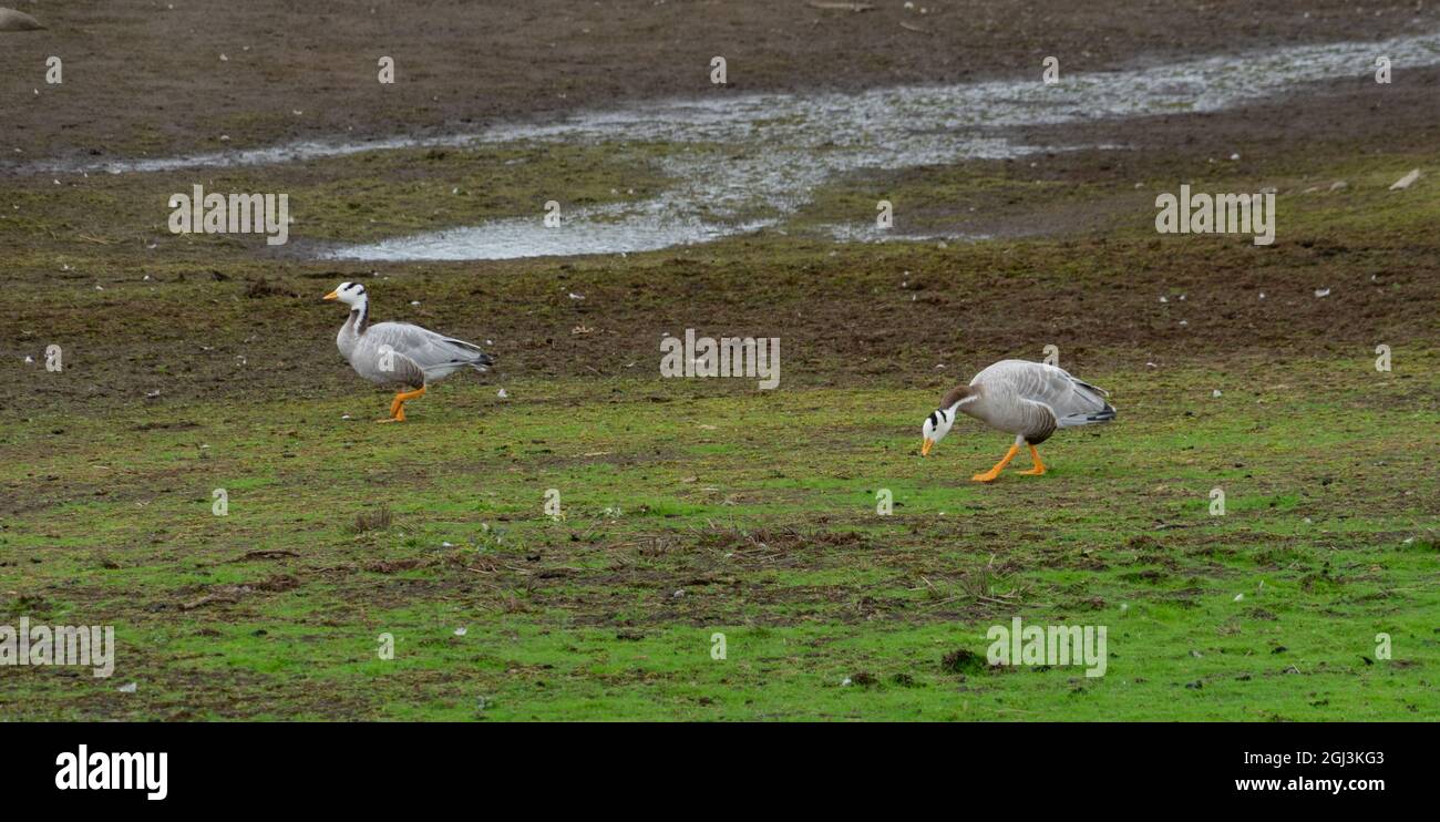 Bar headed goose flock hi-res stock photography and images - Alamy