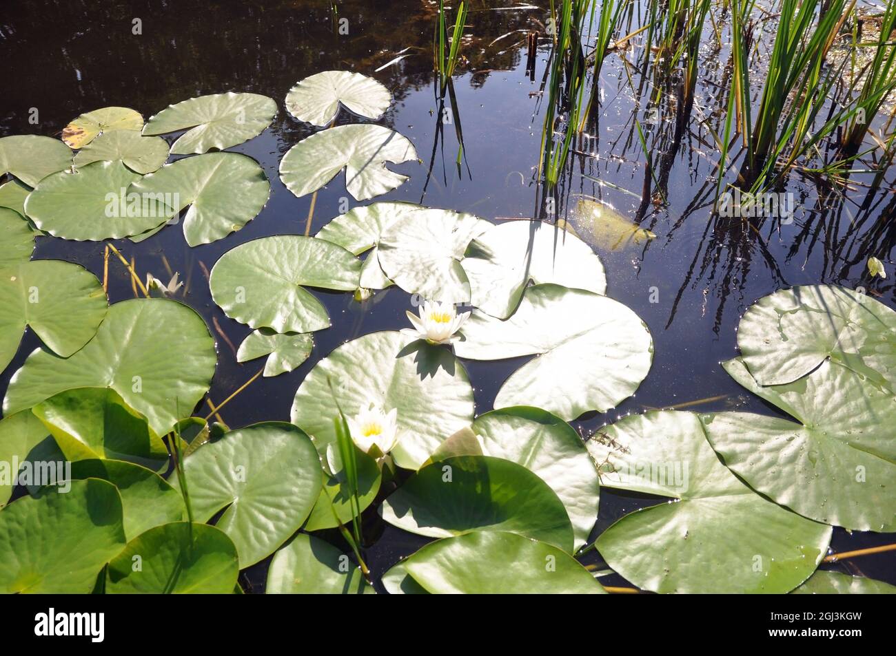 Pond with flowers and leaves of water lilies on a summer bright sunny ...