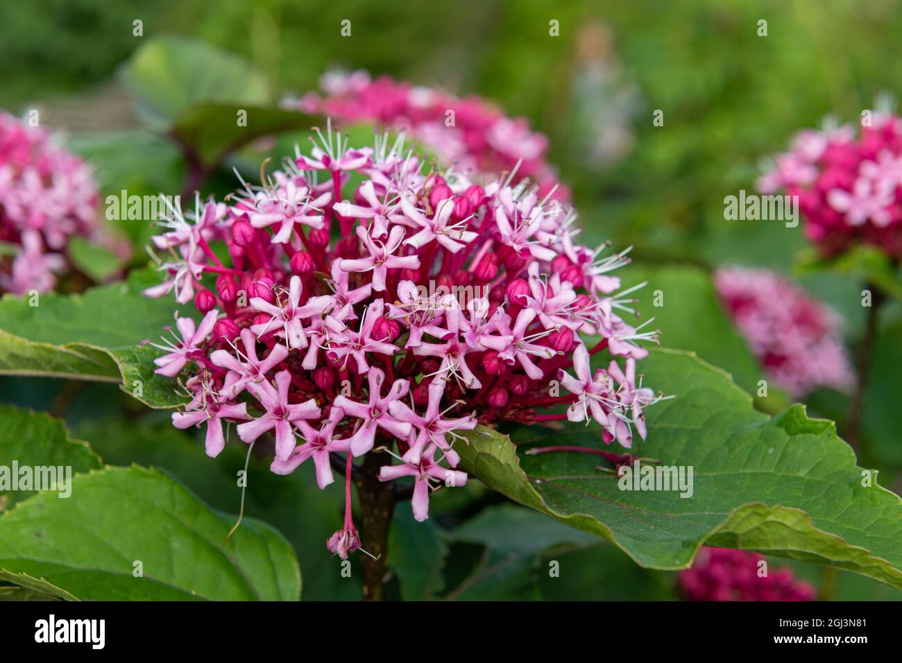 Close up of Mexican hydrangea (clerodendrum bungei) flowers in bloom ...