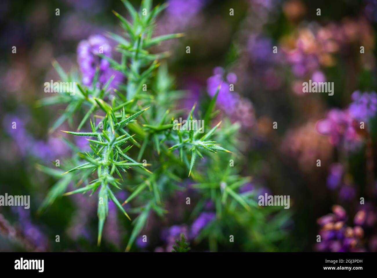 Close up of the green stems, leaves and spikes of the Gorse plant (Ulex ...