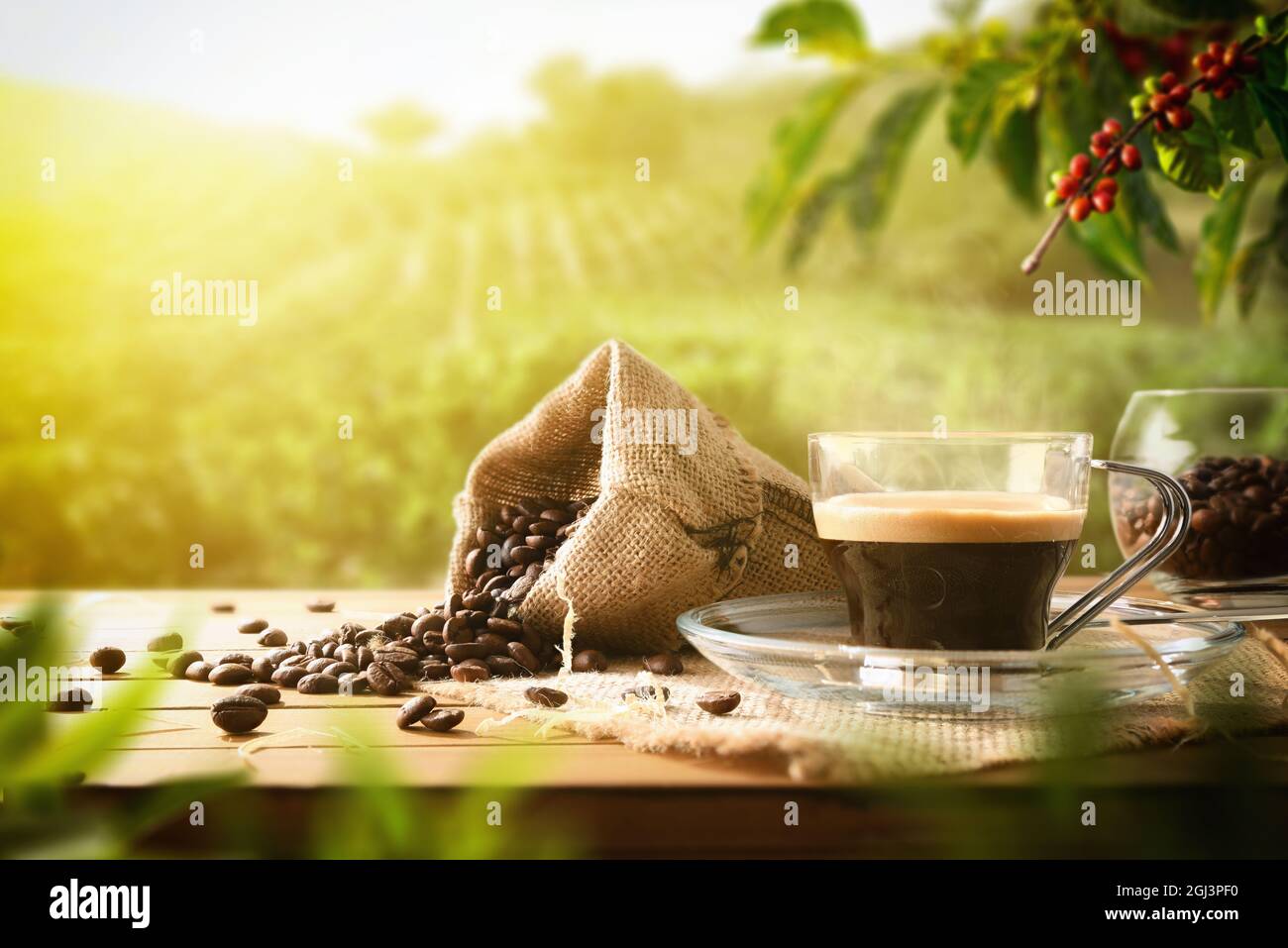 Freshly made coffee on wooden table with sack full of beans and plants ...