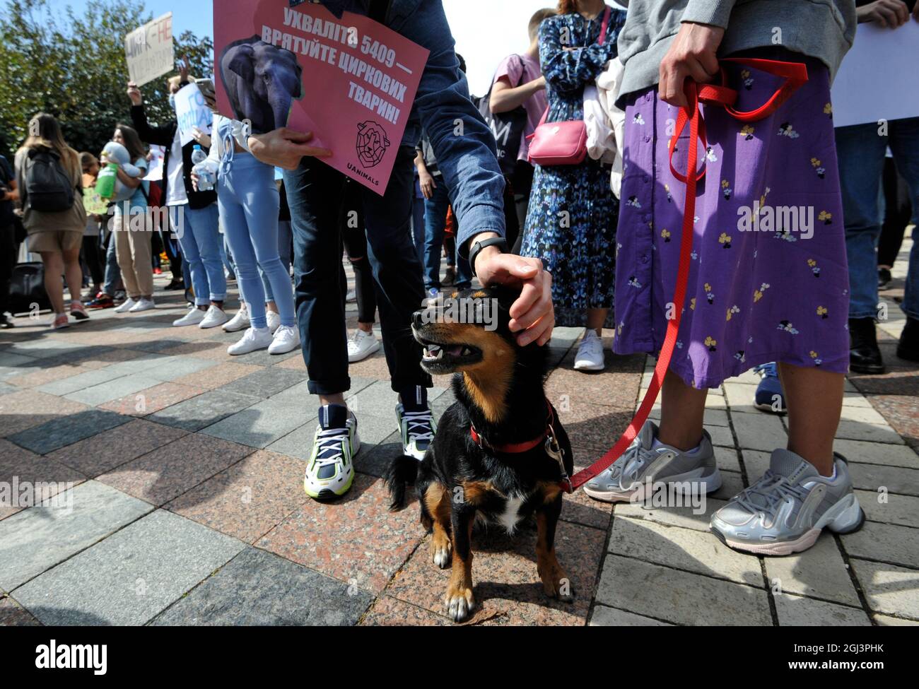 An animal protection activist pets a dog during a rally in Kiev.A march ...