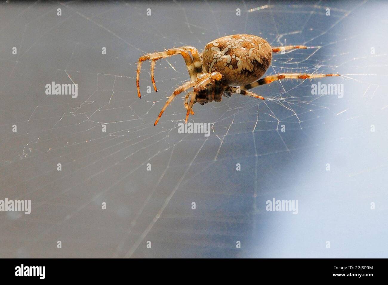 Invasive spiders hi-res stock photography and images - Alamy