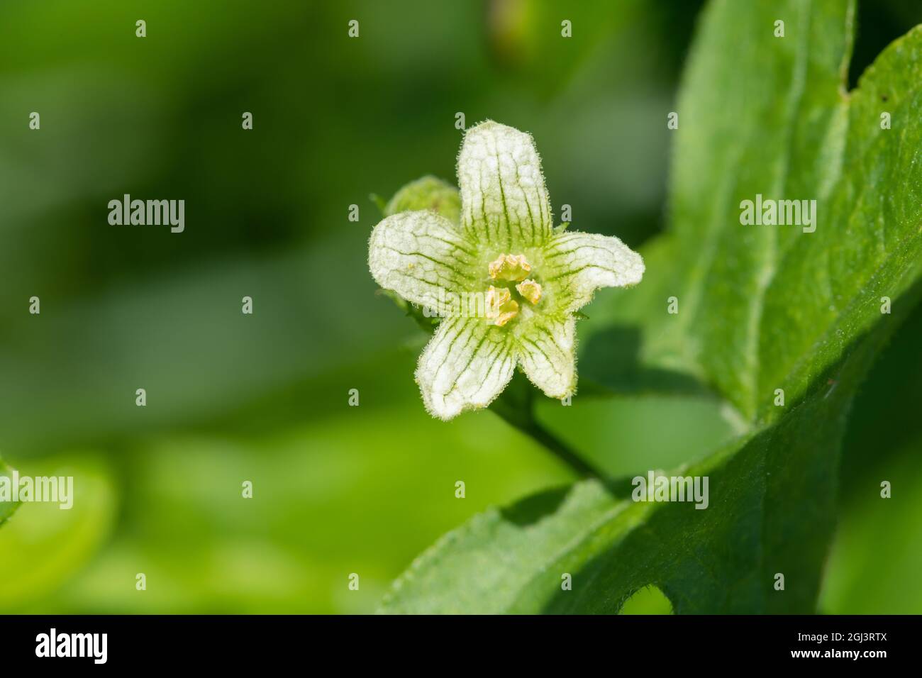 Close up of a white bryony (bryonia alba) flower in bloom Stock Photo ...