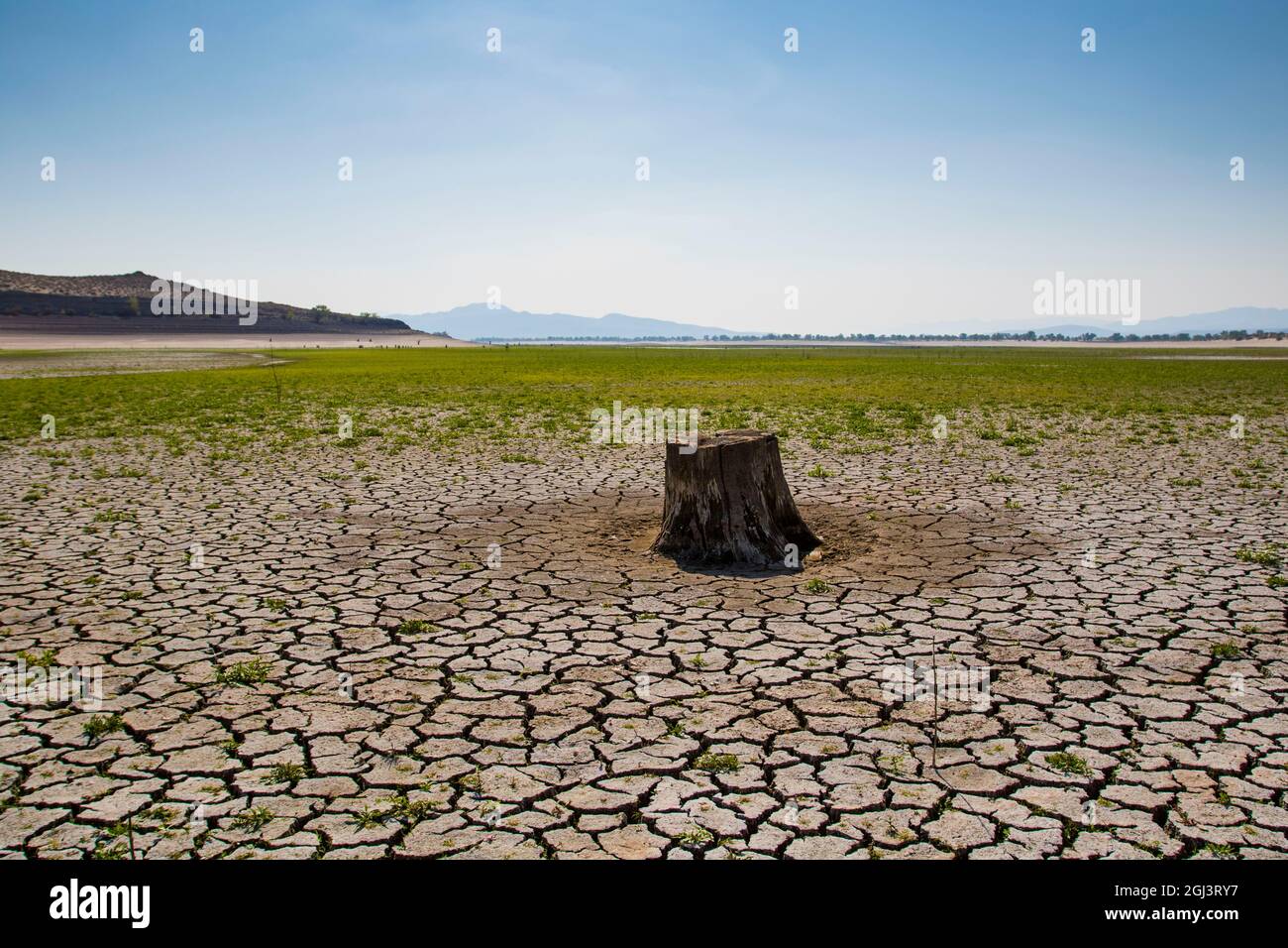 A tree stump sits in a drought hit lake. Nevada continues to suffer ...
