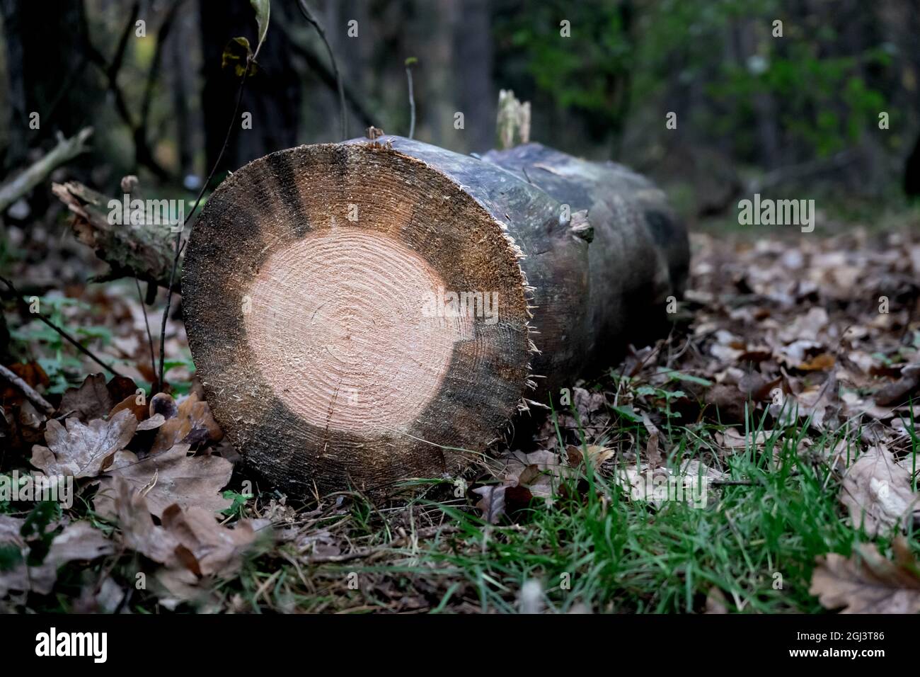 Cut tree trunk in autumn forest Stock Photo - Alamy
