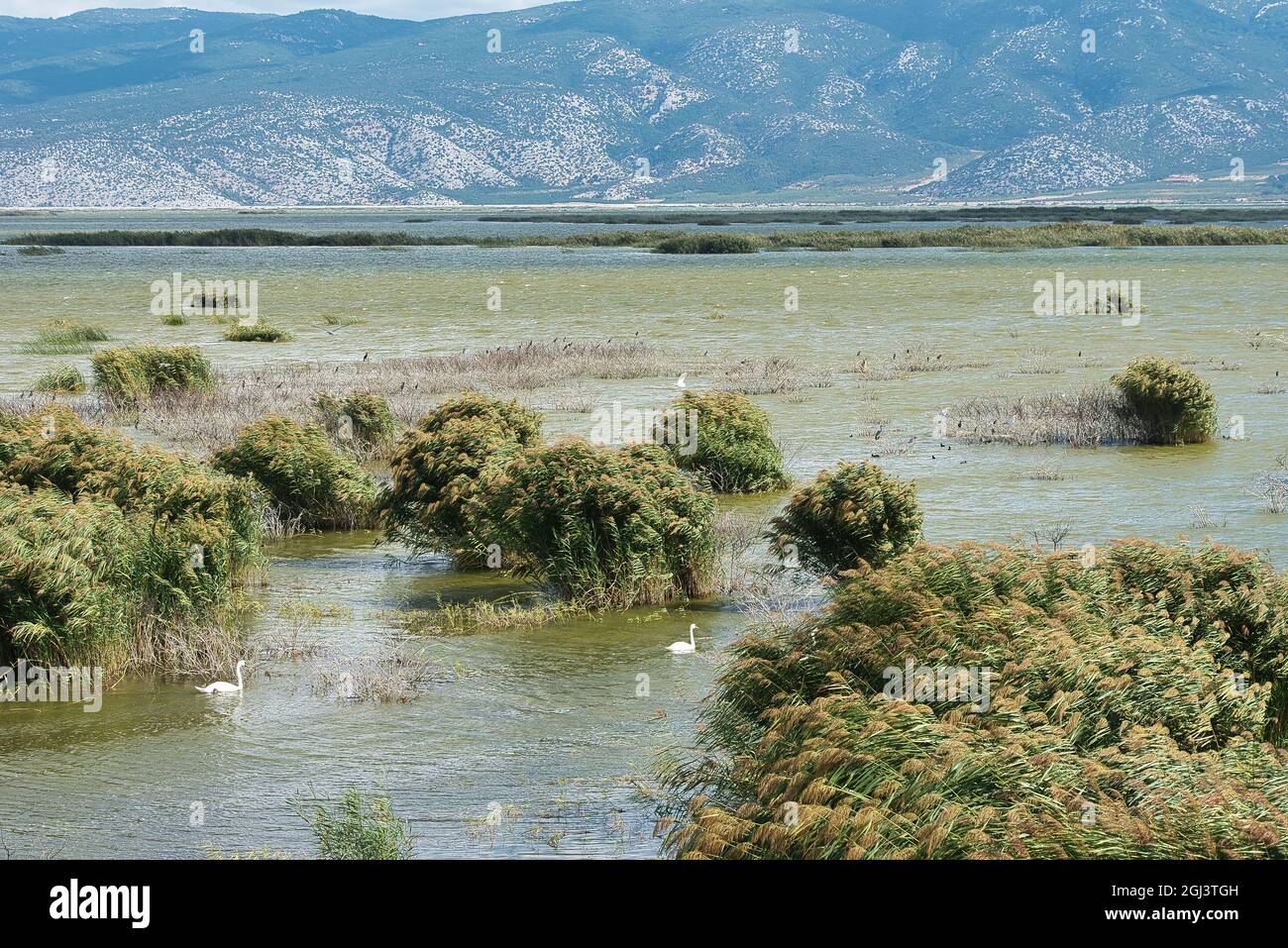 Lake Carla, one of the most important wetlands in Greece Stock Photo ...