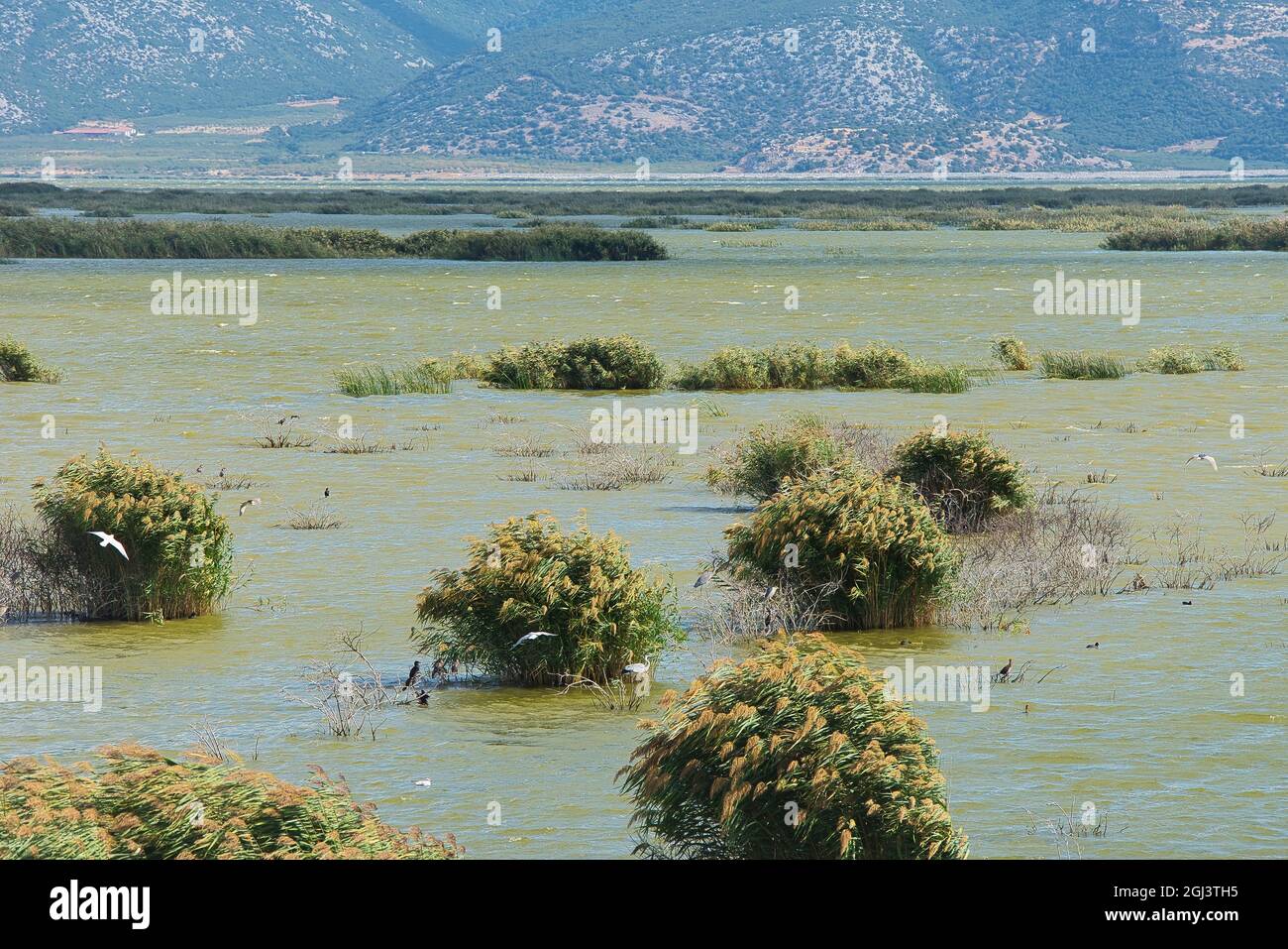 Lake Carla, one of the most important wetlands in Greece Stock Photo ...