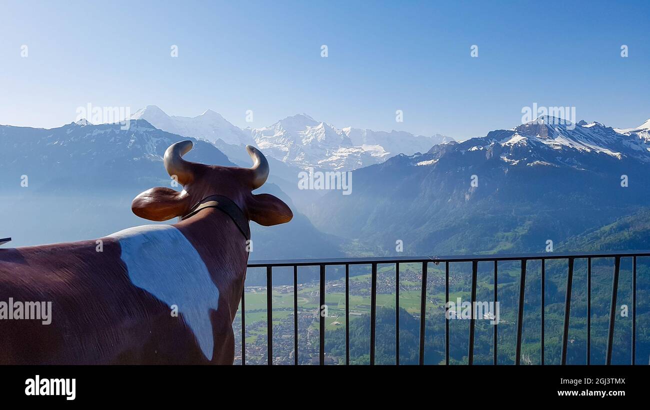 A model cow looks over the misty mountains and valley below in ...