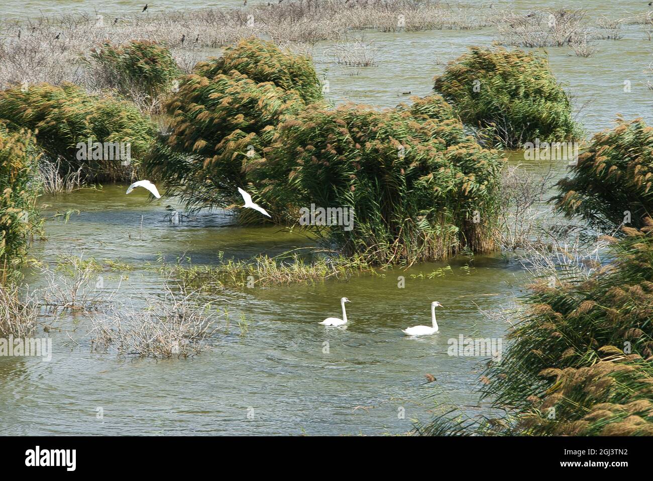 Lake Carla, one of the most important wetlands in Greece Stock Photo ...