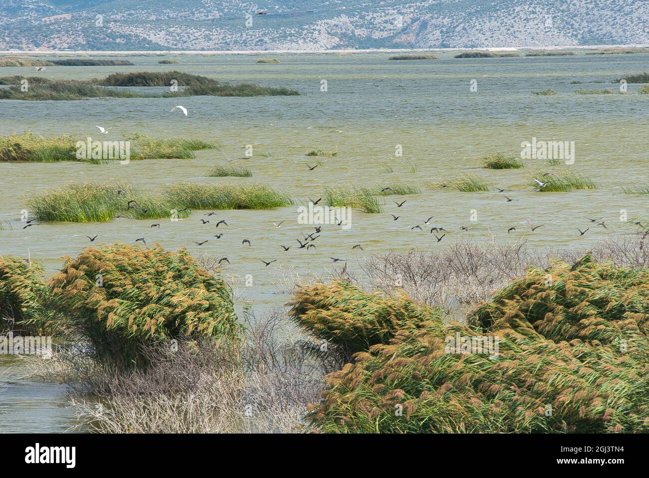 Lake Carla, one of the most important wetlands in Greece Stock Photo ...