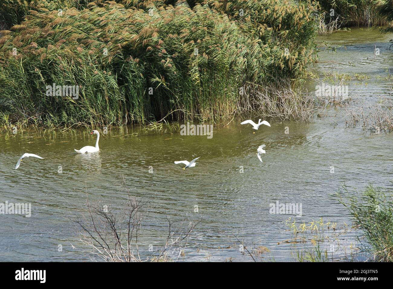 Lake Carla, one of the most important wetlands in Greece Stock Photo ...