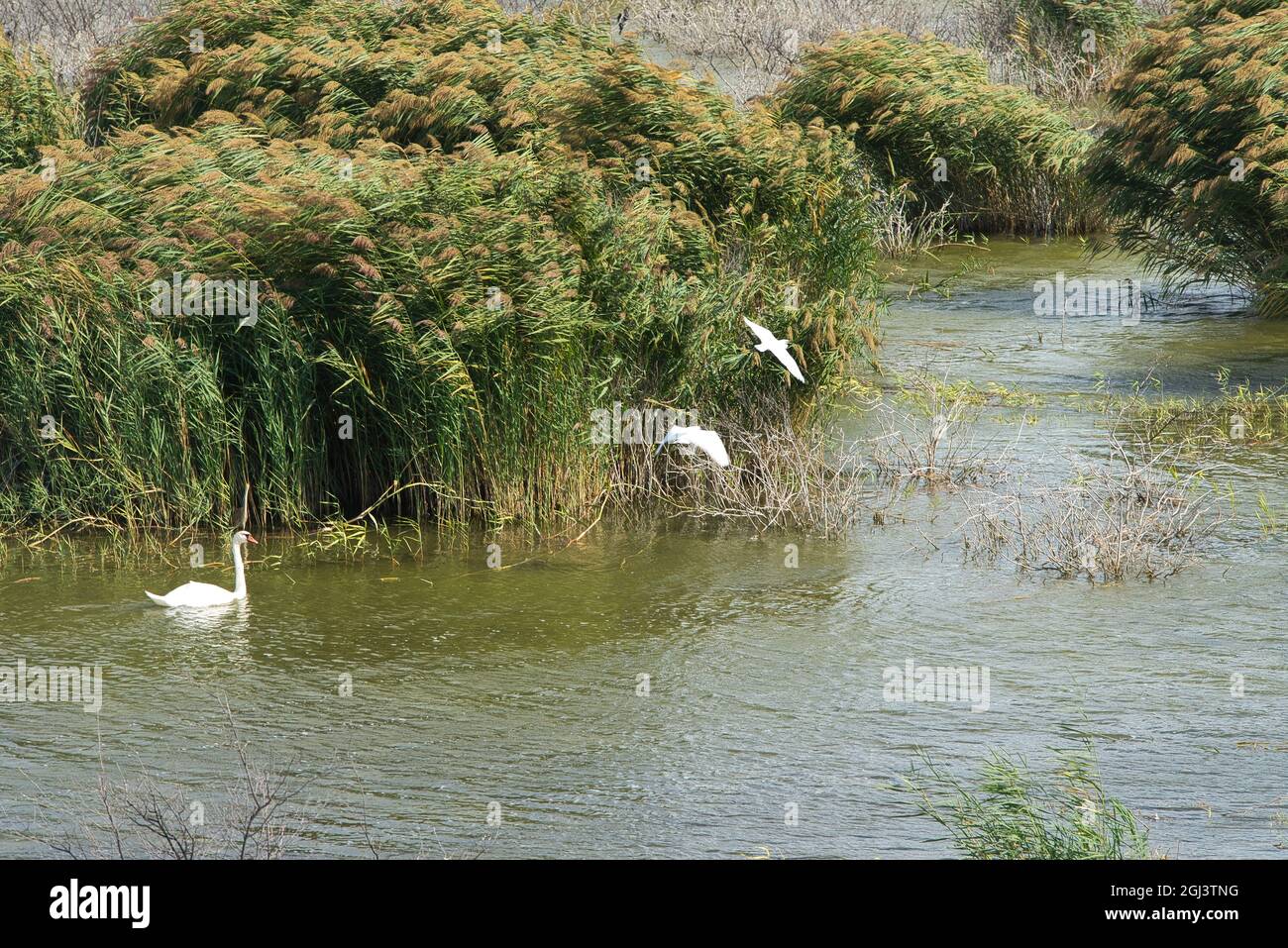 Lake Carla, one of the most important wetlands in Greece Stock Photo ...