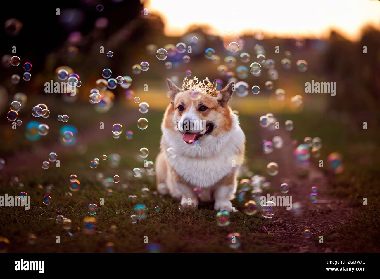 festive portrait cute corgi dog in a golden crown sitting in the garden ...