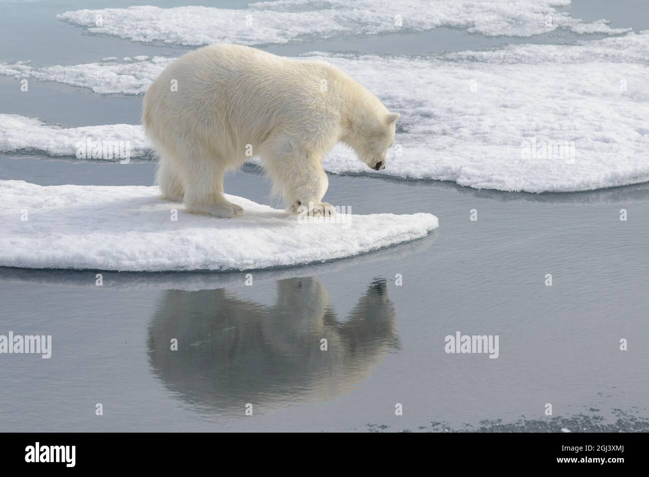Wild polar bear on pack ice in Arctic Stock Photo - Alamy