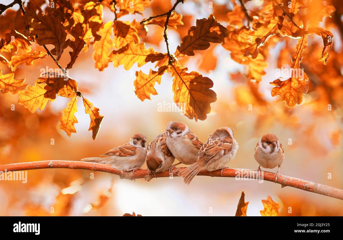 bright autumn background with small birds sparrows sitting among the ...