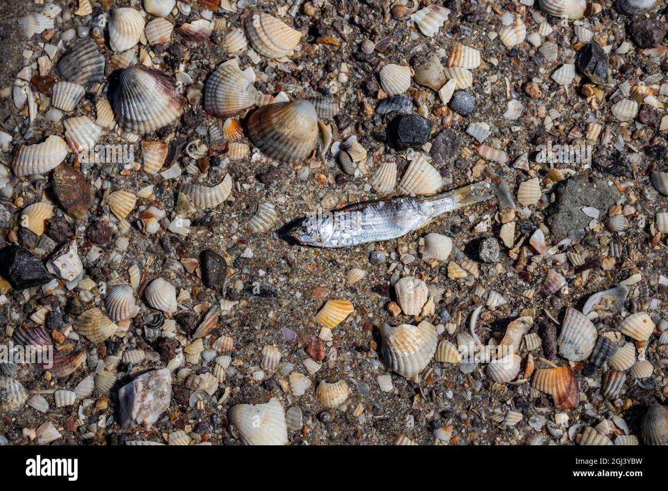 a dead parched fish on the beach Stock Photo - Alamy