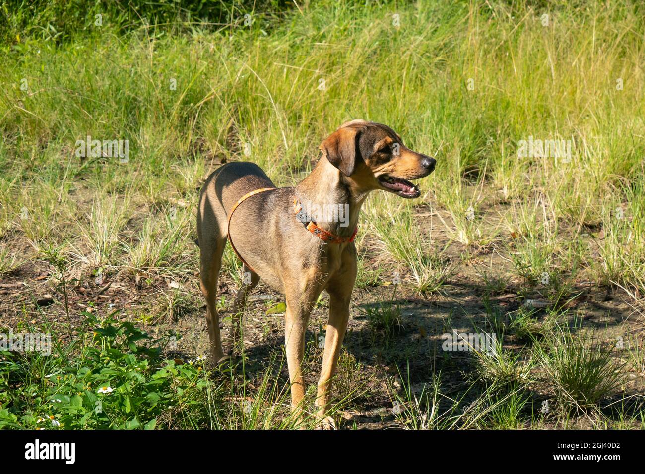 Happy Mongrel Dog Playing in the Green Garden in Medellin, Colombia ...