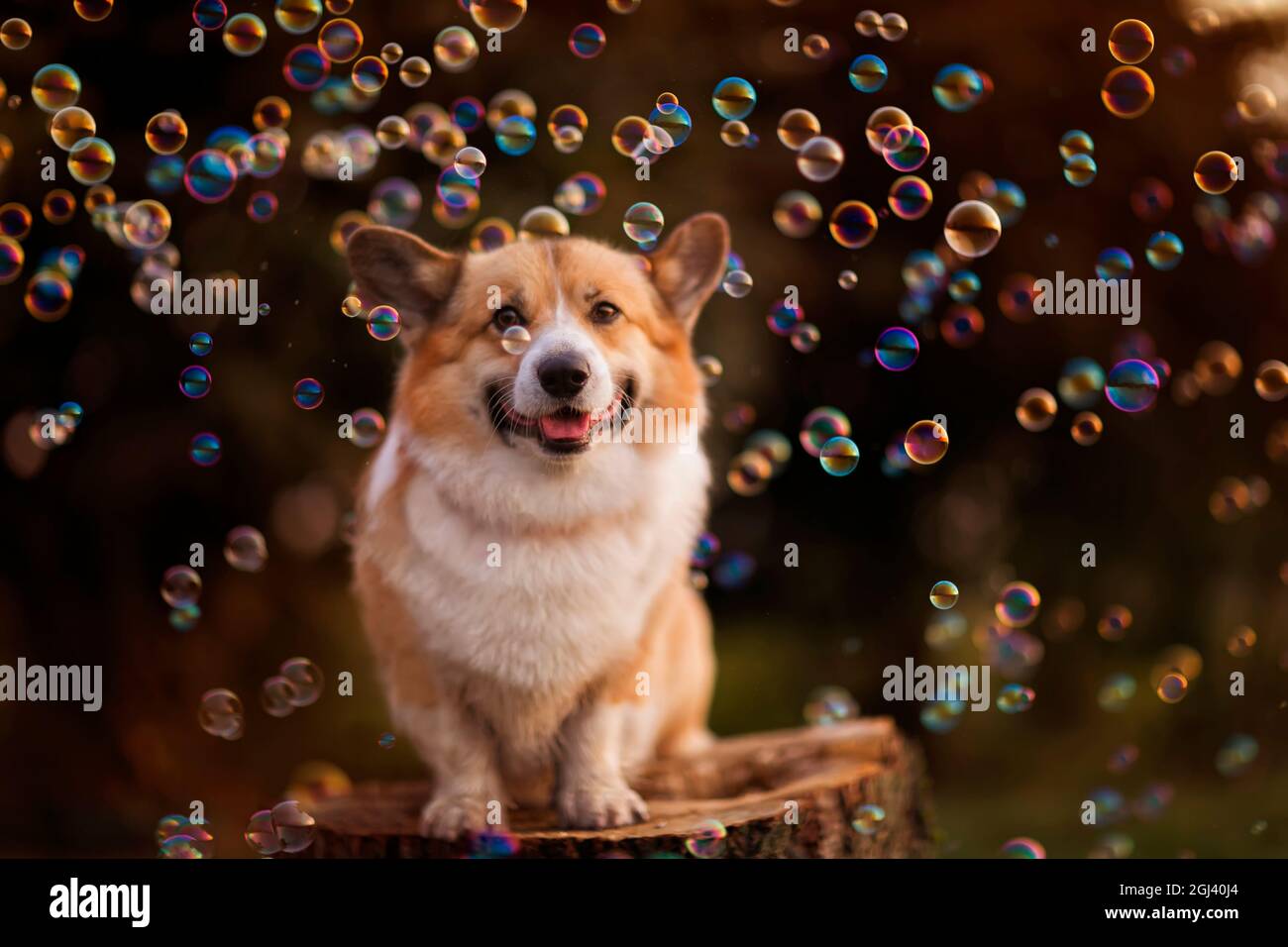 cute corgi dog puppy sitting in a sunny summer garden on a stump ...