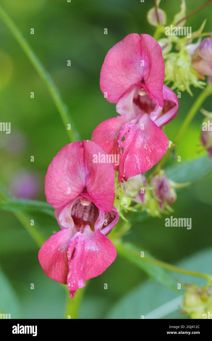 Purple jewelweed impatiens glandulifera hi-res stock photography and ...