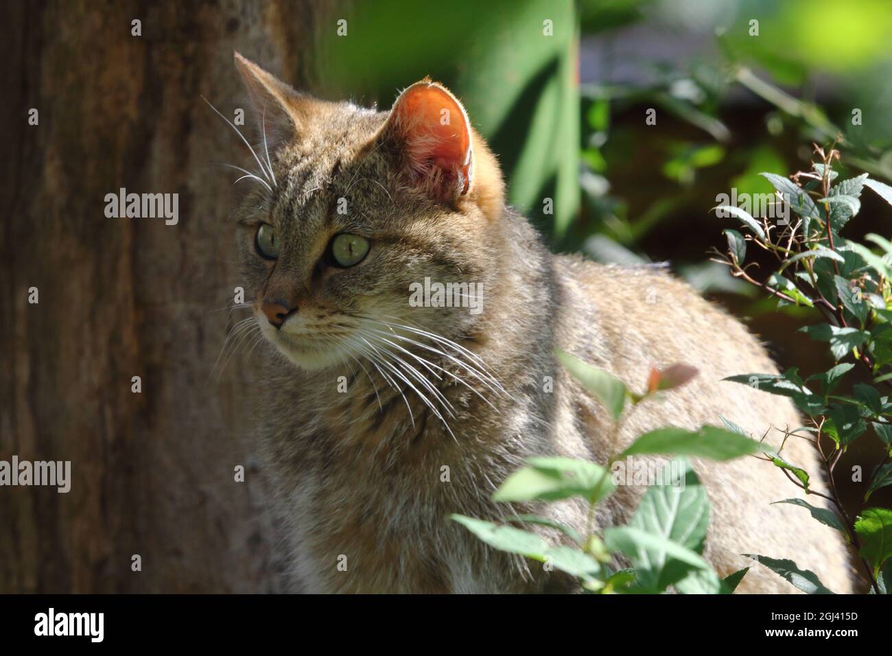Wildcat felis silvestris in the tree hi-res stock photography and ...