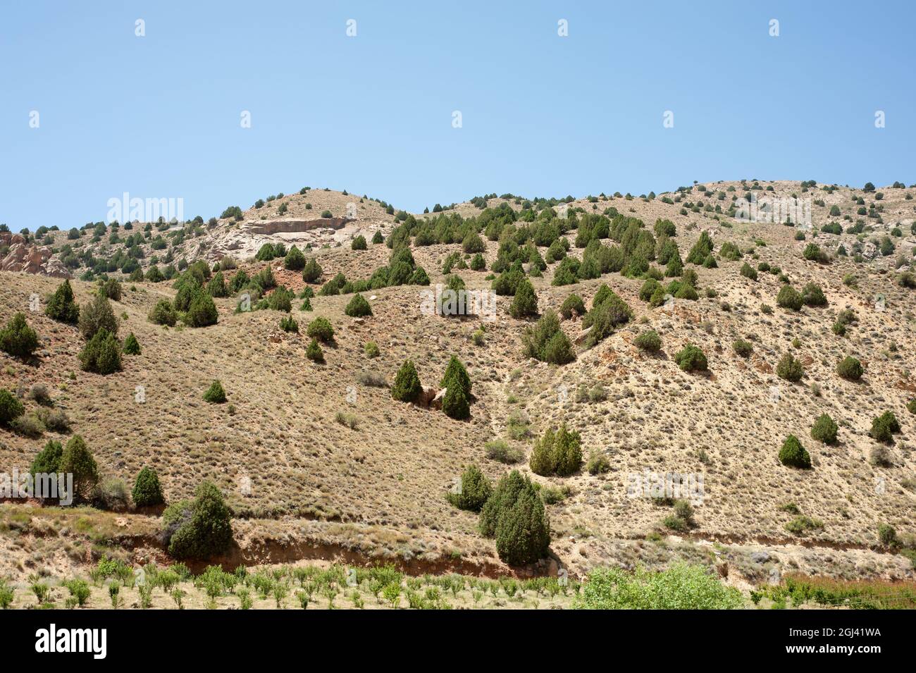 Iran jungle hi-res stock photography and images - Alamy