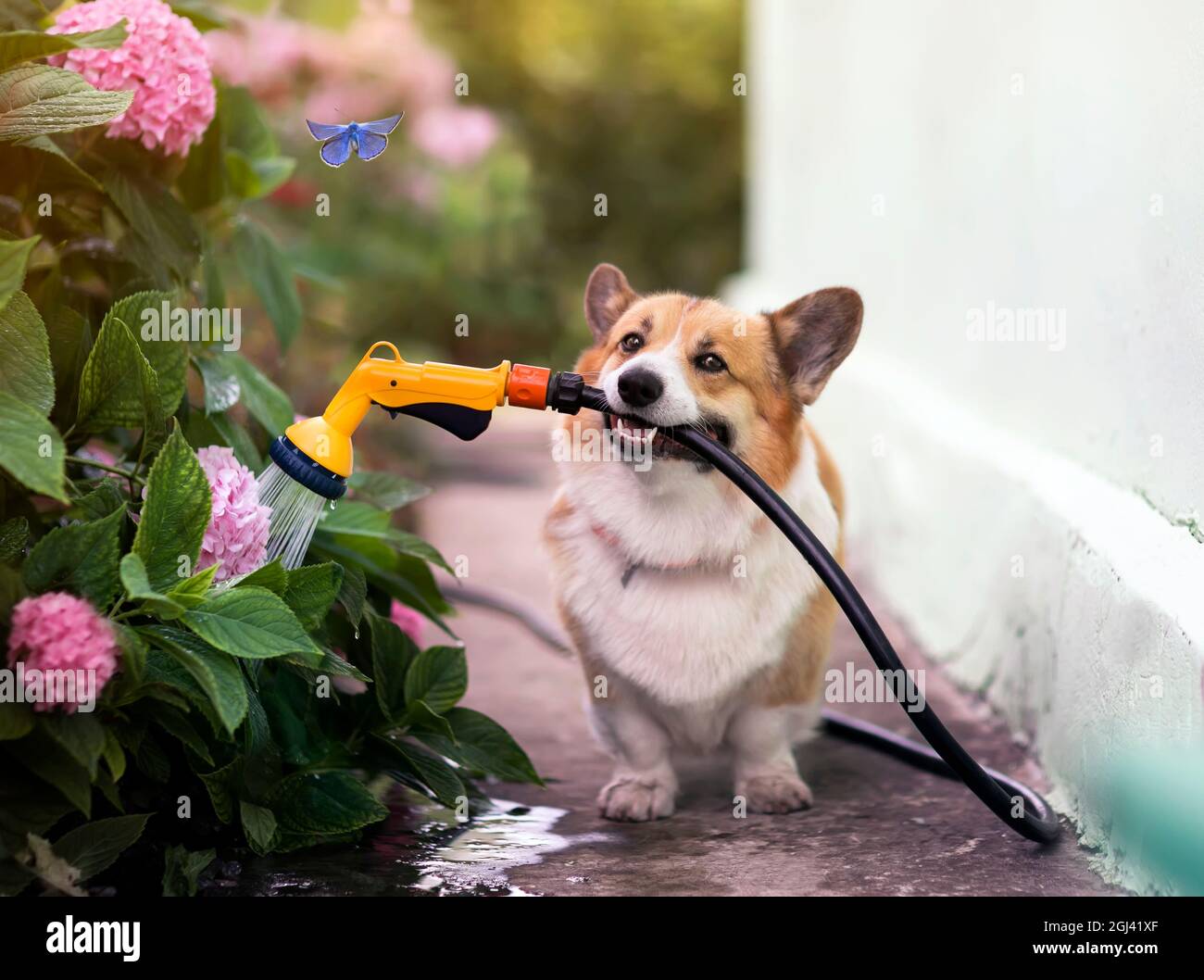 portrait of a happy dog sitting in a summer garden with a hose in his ...