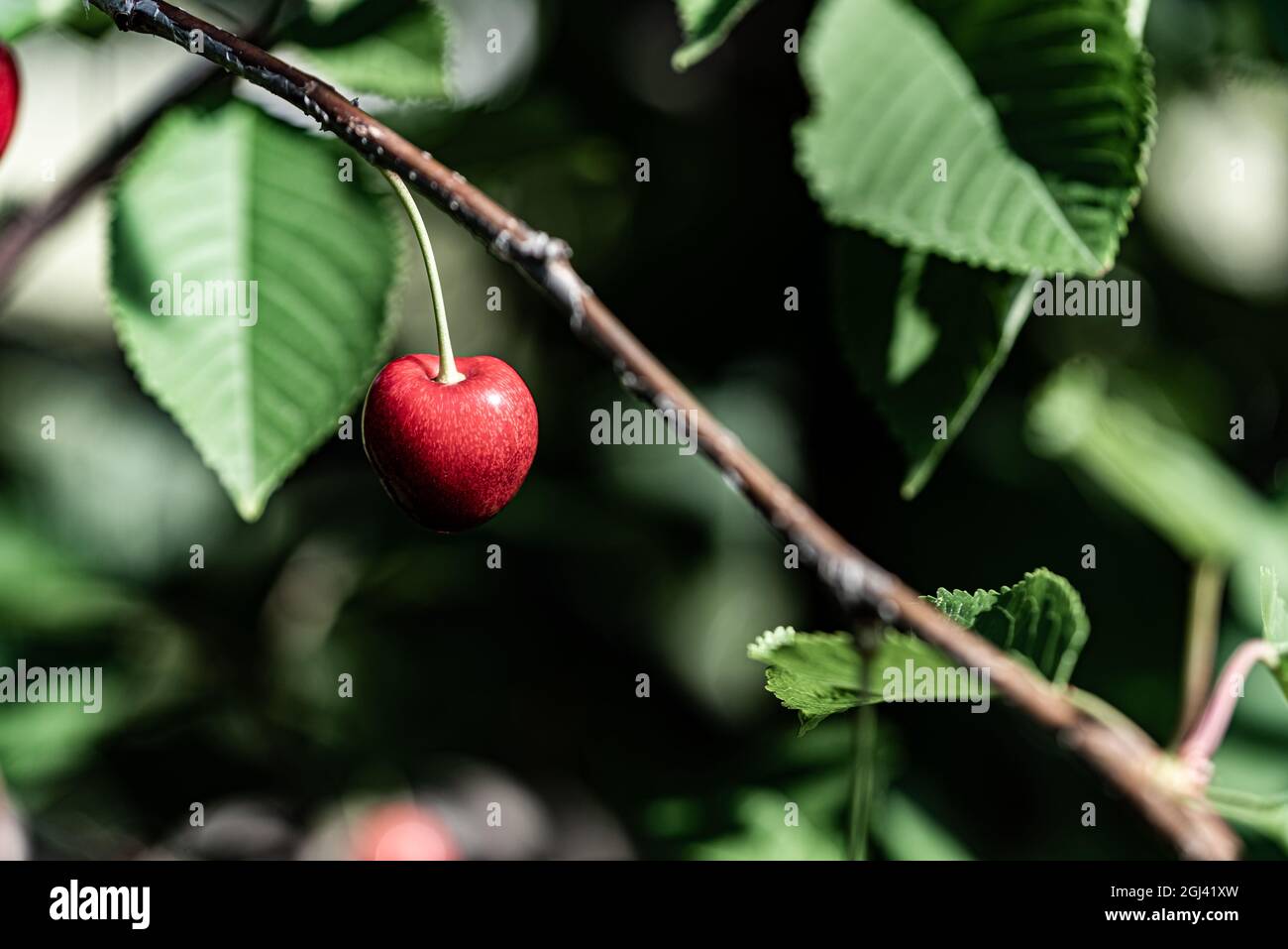 Cherries on the branch. Red fruits ripen on the tree in the sunshine ...