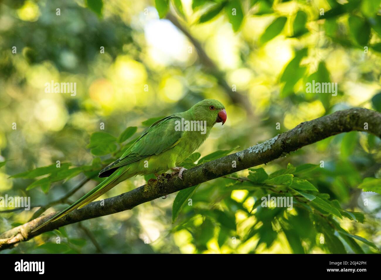 A ring-necked parakeet (sometimes rose-ringed parakeets) pictured in ...
