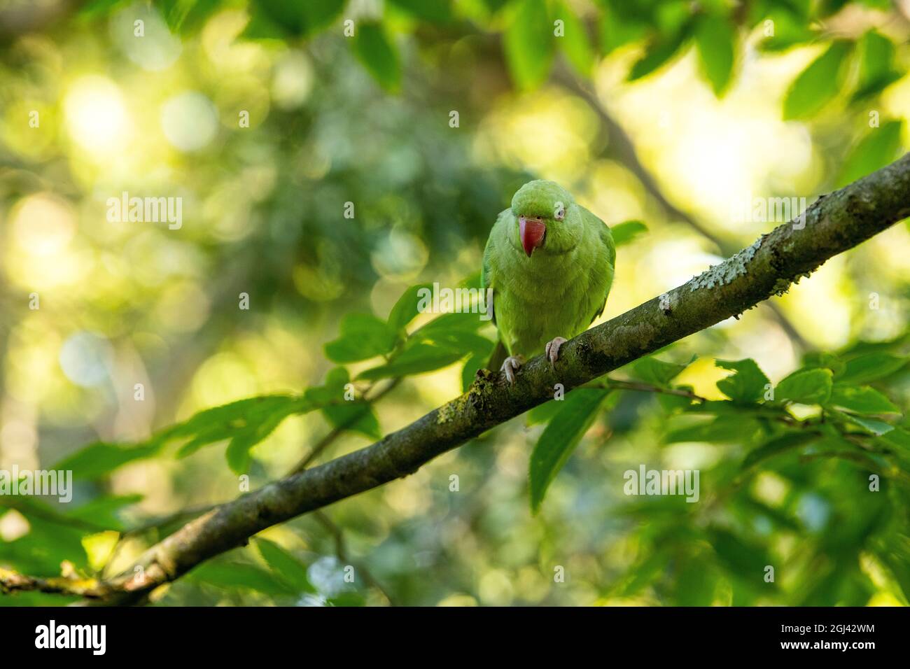 A ring-necked parakeet (sometimes rose-ringed parakeets) pictured in ...