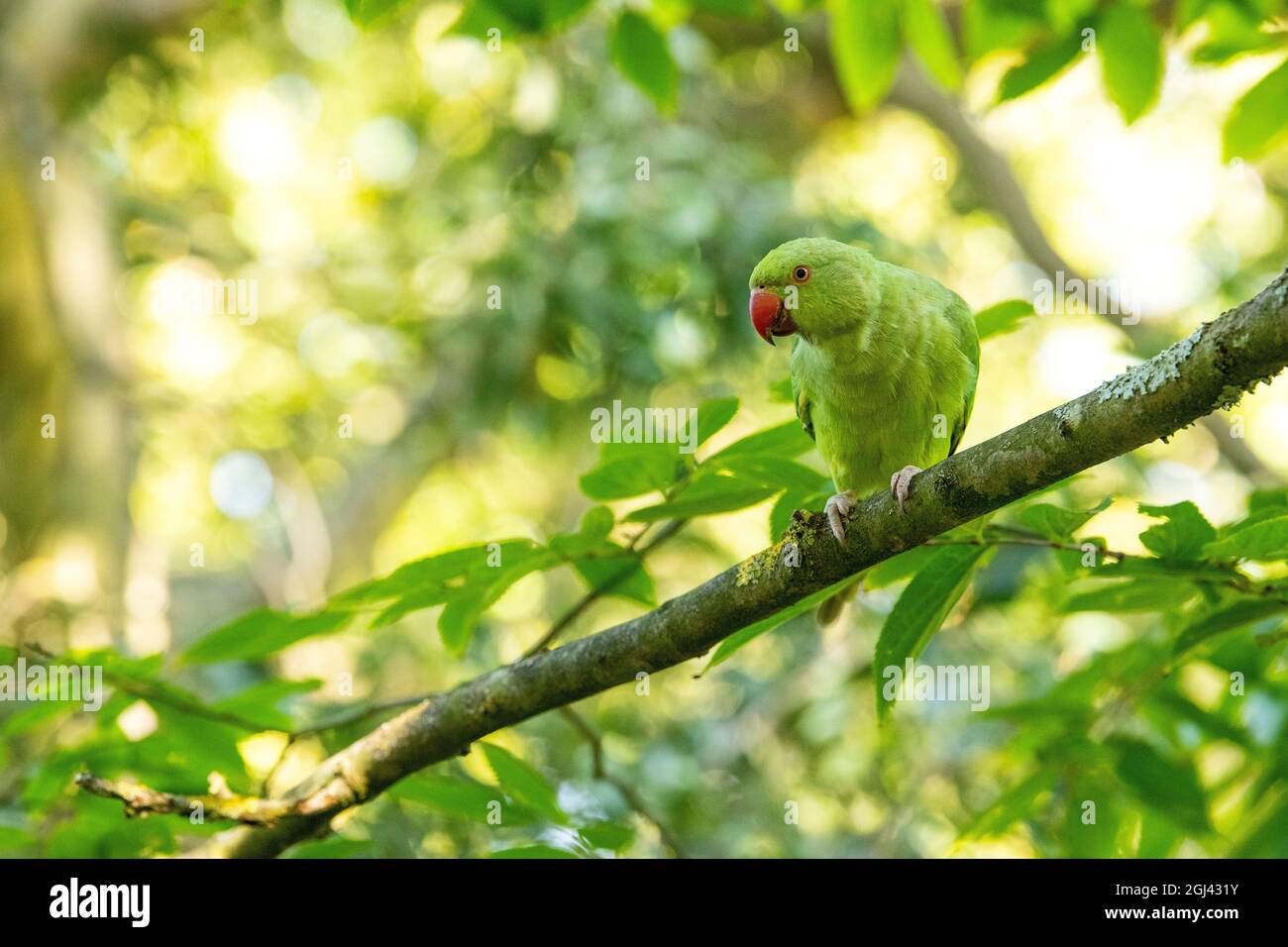 A ring-necked parakeet (sometimes rose-ringed parakeets) pictured in ...