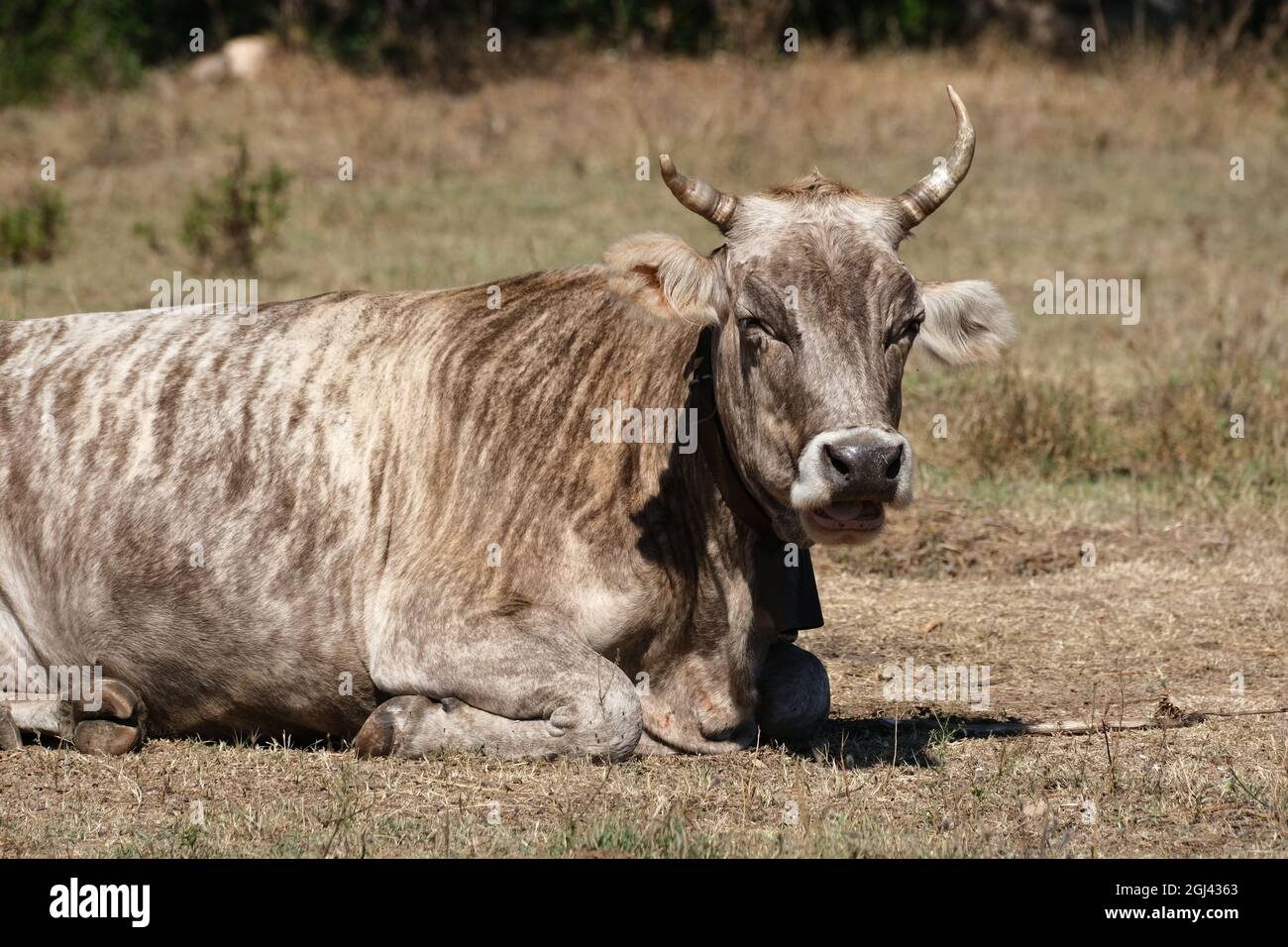 Elegant horns hi-res stock photography and images - Alamy